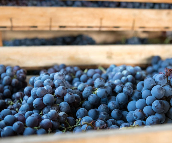 Sam Miranda – Dynamic Wines