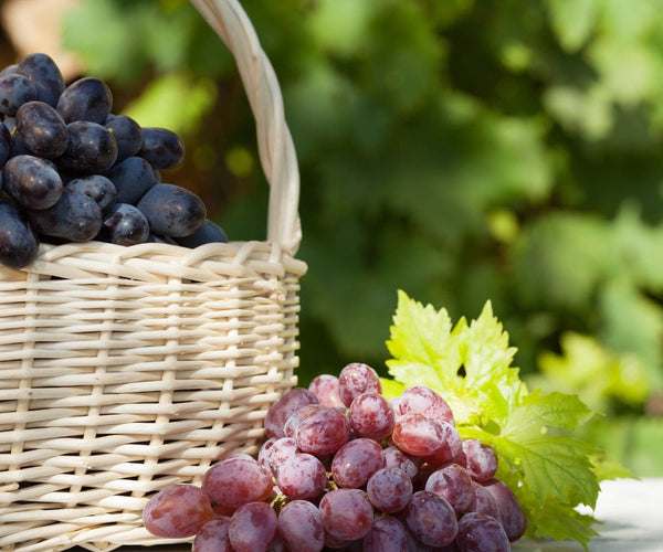 Chateau Citran – Dynamic Wines